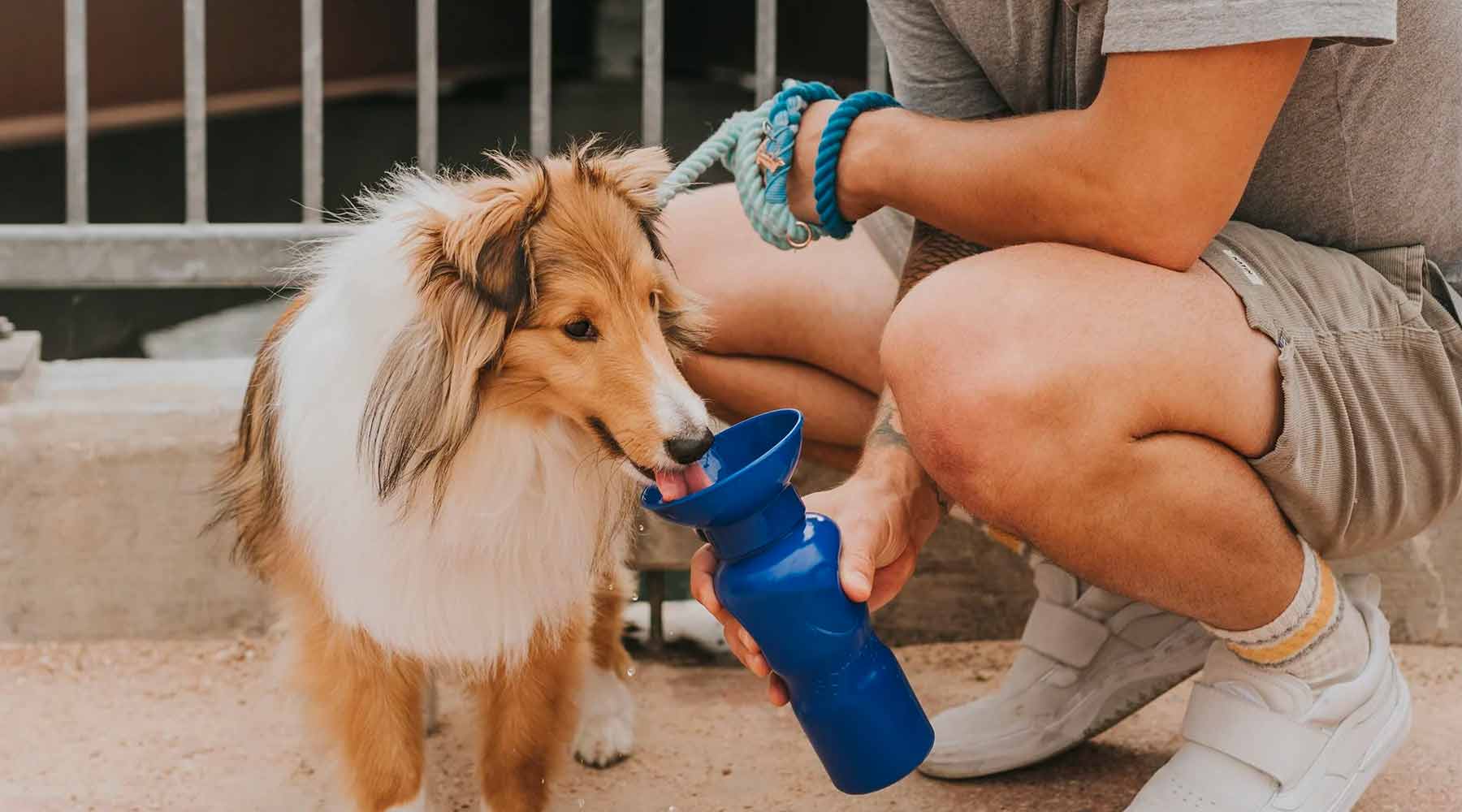 Top Essentials - All essentials for Pets – Dogs and Dogs